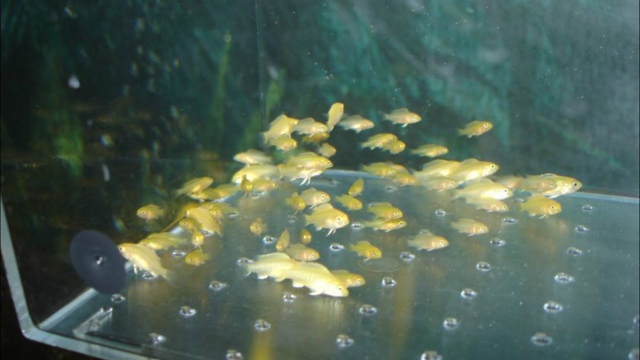 Élever des bébés poissons #partie 2 - YouTube