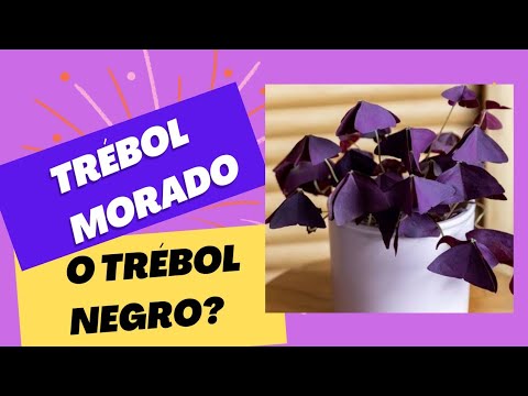 TREBOL MORADO O NEGRO? (oxalis triangularis) - YouTube