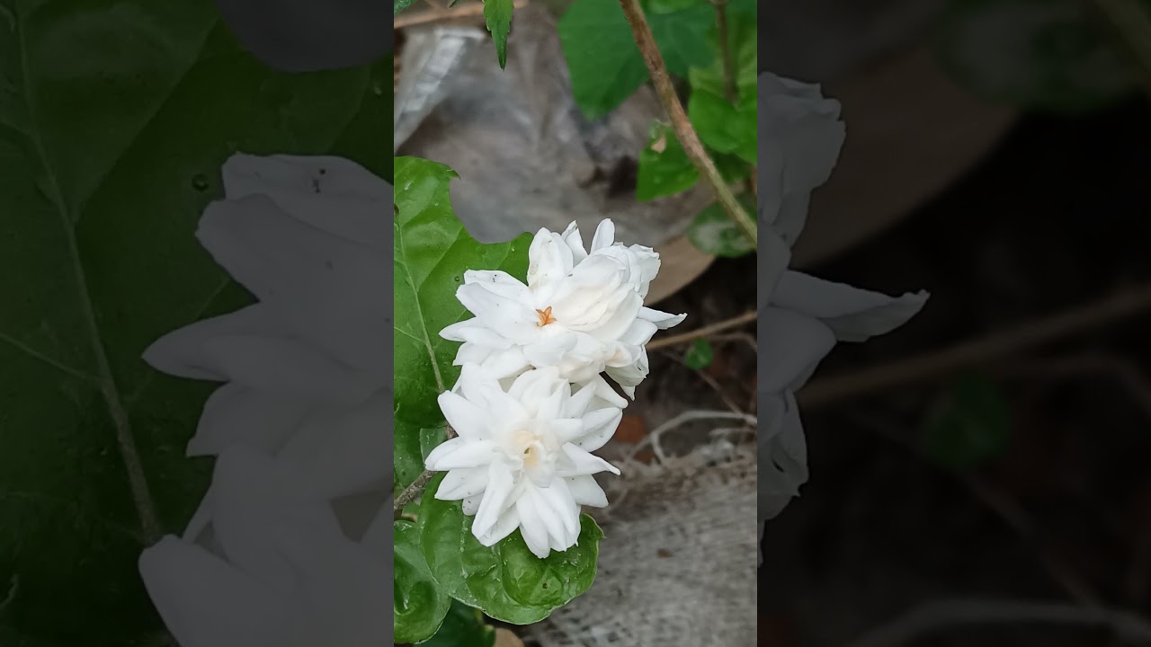 Jasmine (चमेली) chameli ka phool #Shorts - YouTube