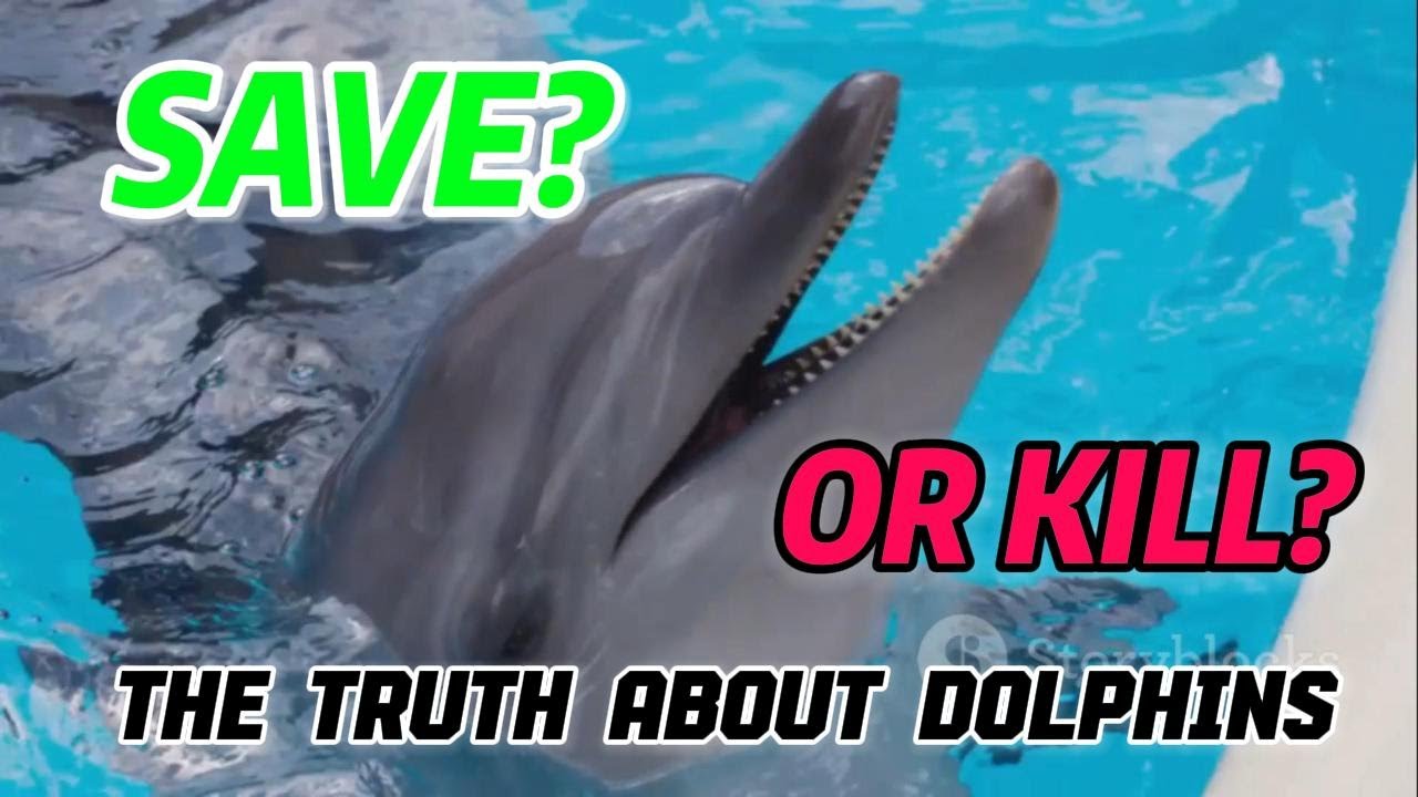 Rescuers or predators? The truth about dolphin attacks on humans. - YouTube