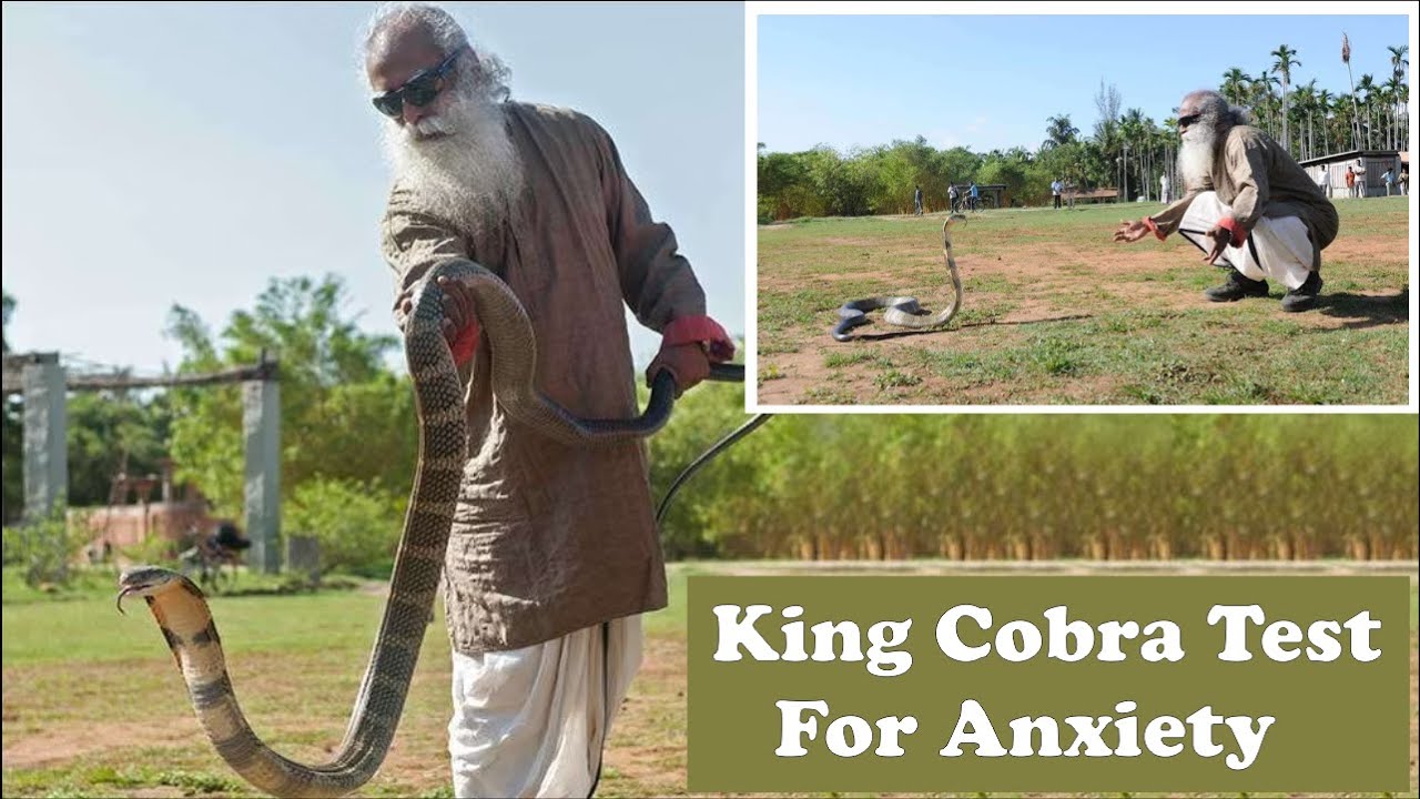 King Cobra Test for Anxiety / what sadhguru says about King cobra - YouTube