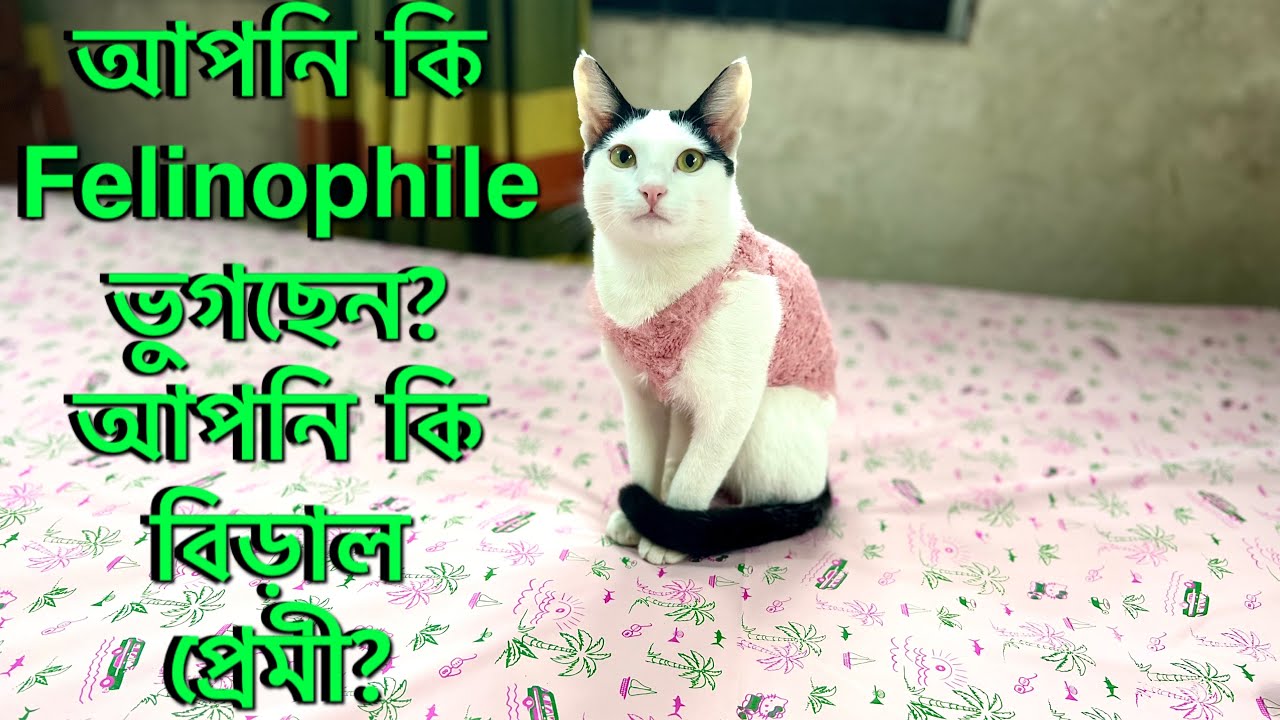 বিড়াল প্রেমীরা জেনে নিন Felinophile কি?আপনার Felinophile আছে কি?Cat ...