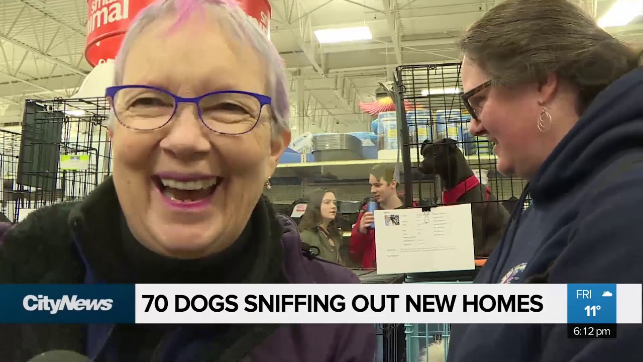 70 rescue dogs looking for homes this weekend - YouTube