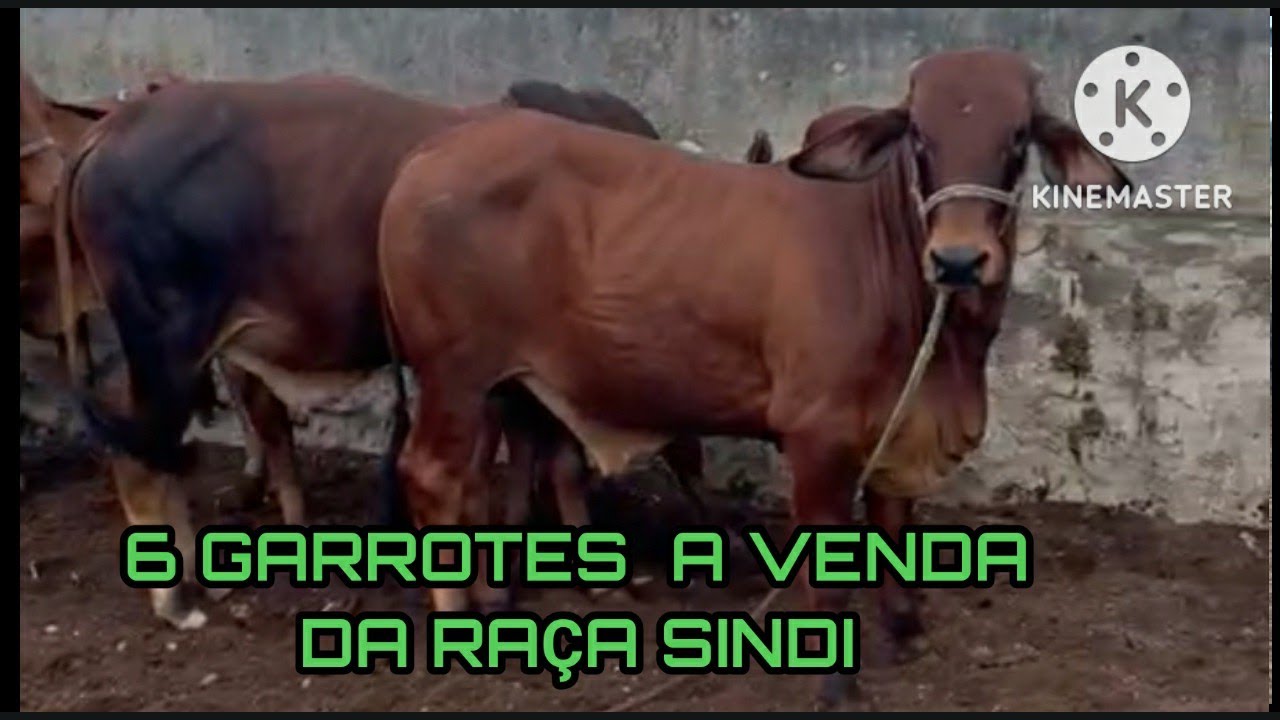 6 Garrotes da Raça Sindi a venda Contato (83) 9 8676-1192 Valor 4.500 ...