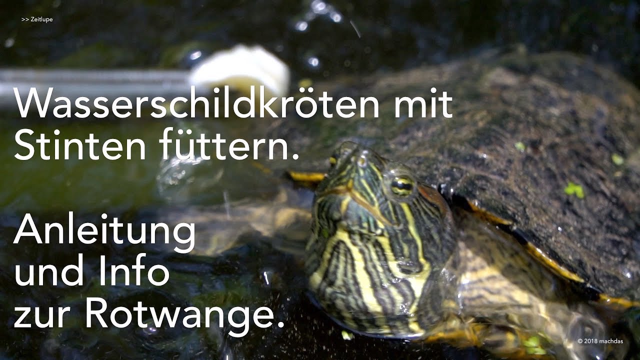 Wasserschildkröte mit Stinten füttern - so geht es. Feeding water ...