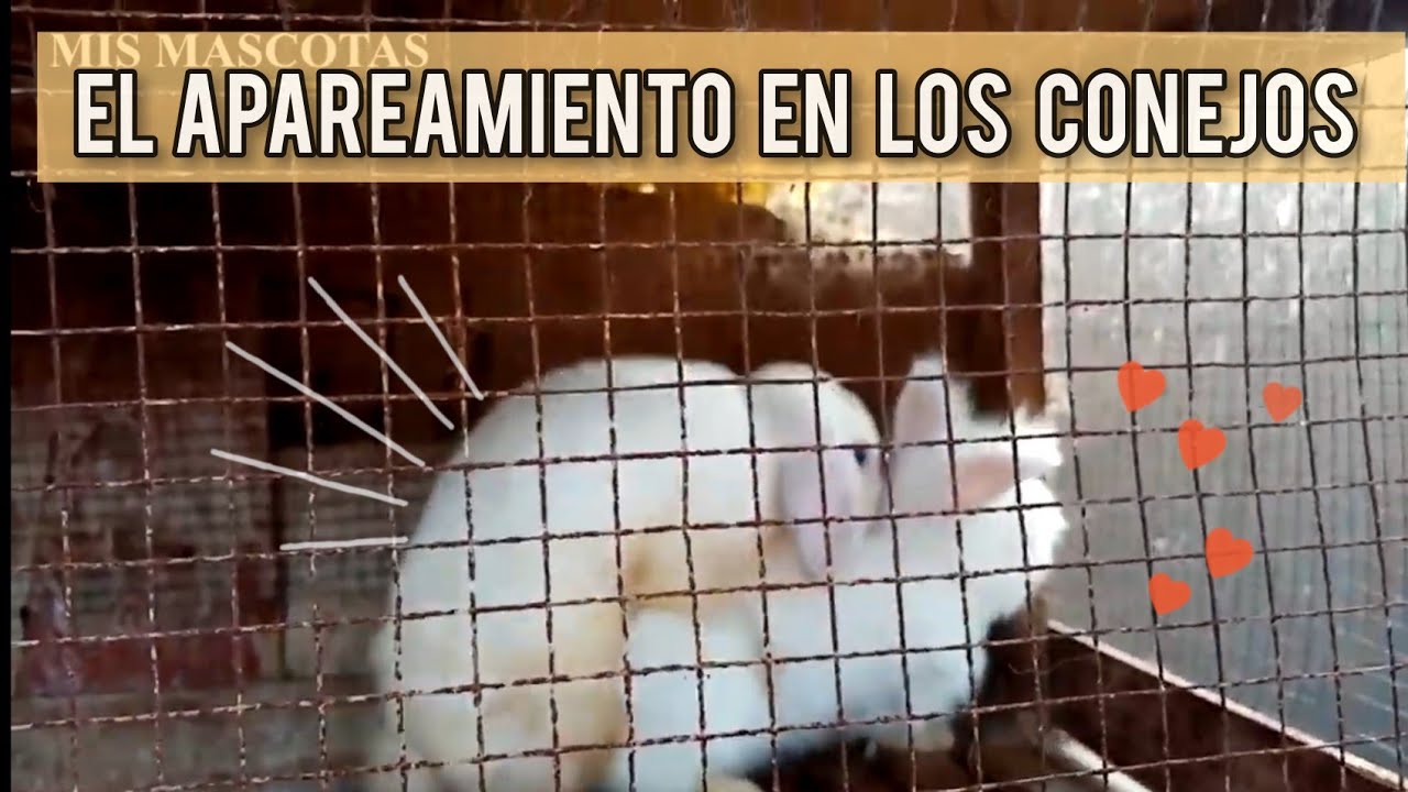 APAREAMIENTO O MONTACION DE CONEJOS / CUANTOS PARTOS DEBE TENER LA ...