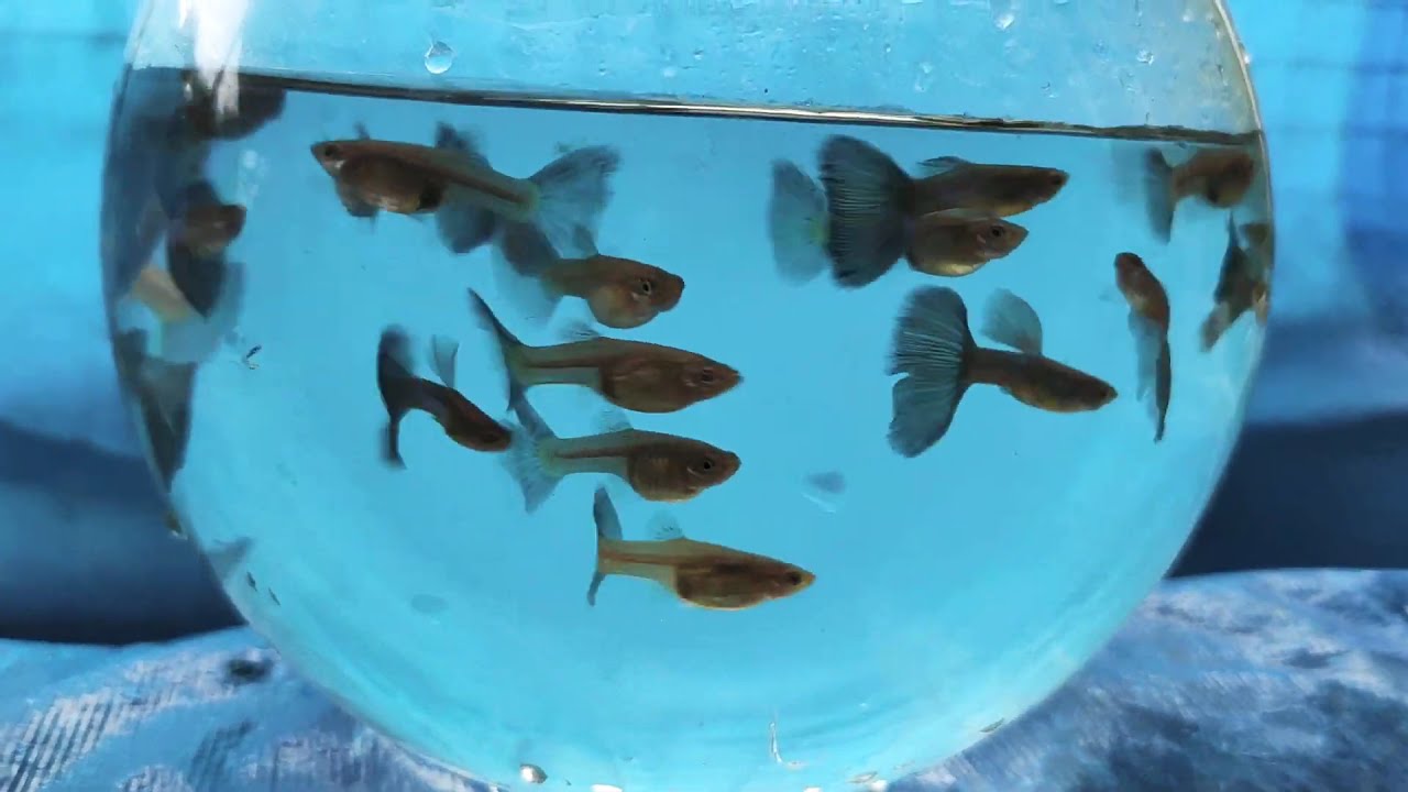Japanese blue tail guppy - YouTube