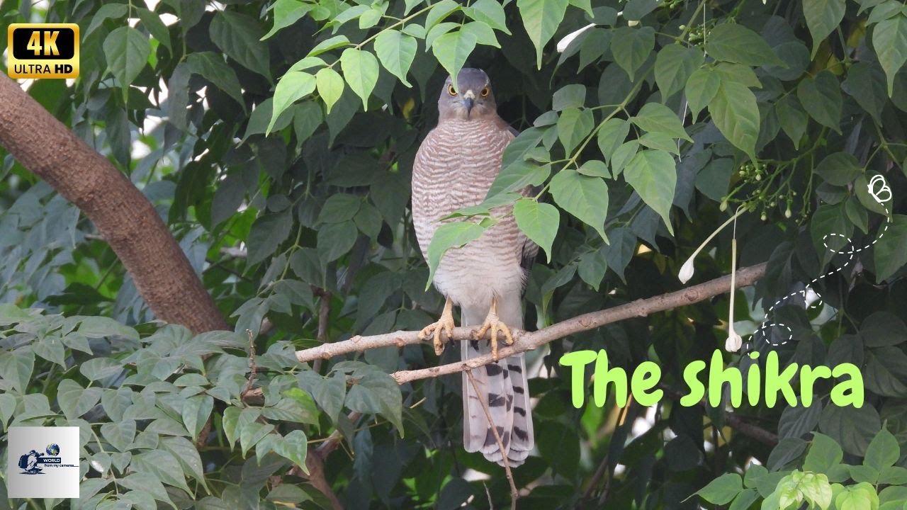 The shikra - YouTube