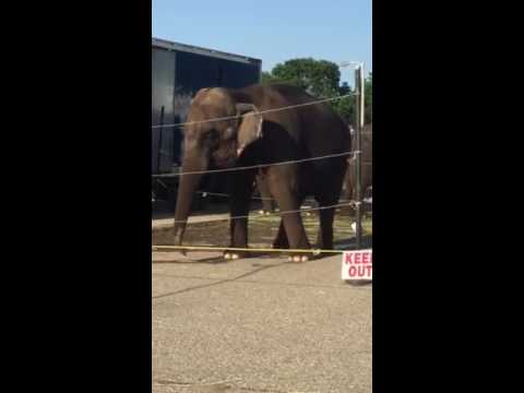 Shrine Circus - George Carden - Elephant Abuse and Cruelty - 2016 - YouTube