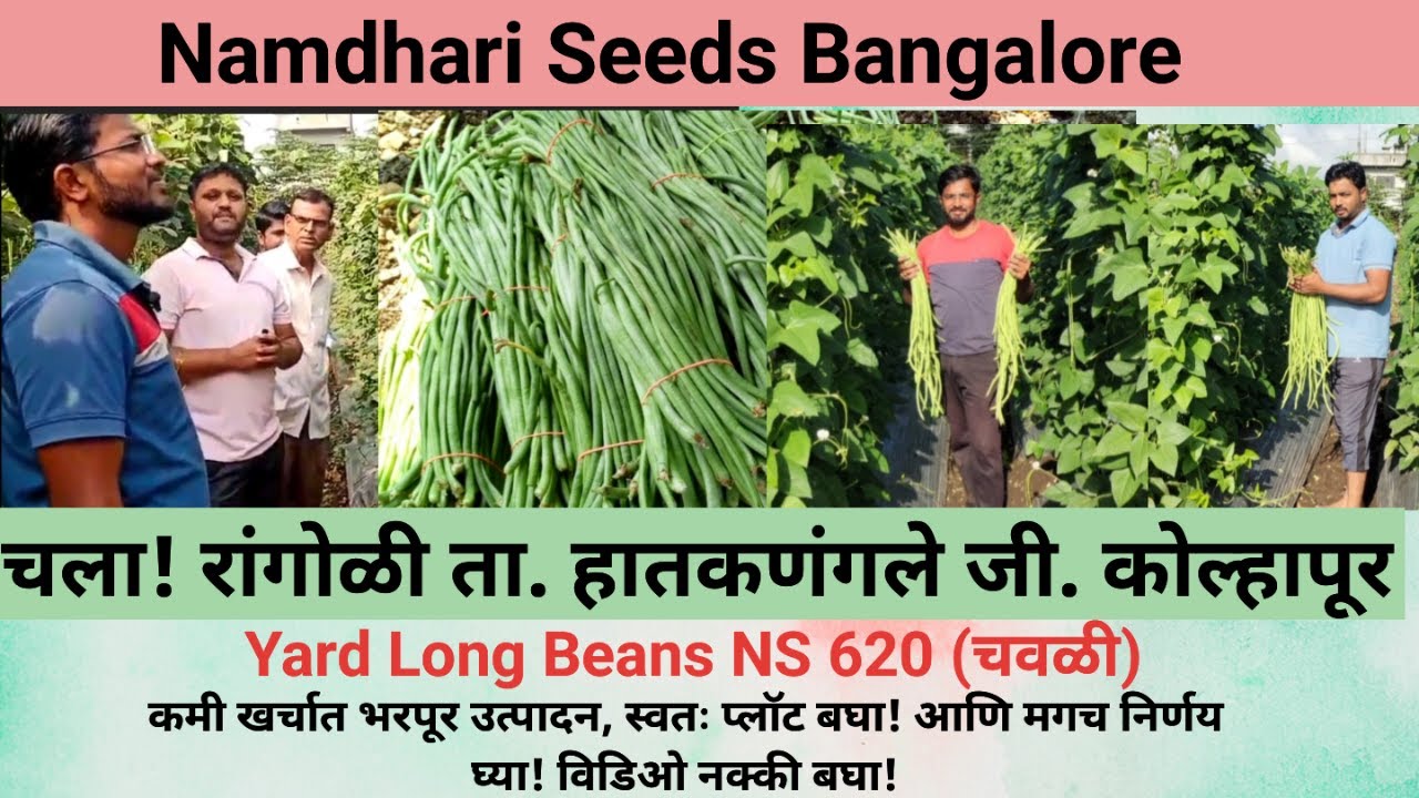 Top Beans by Namdhari Seeds - YouTube