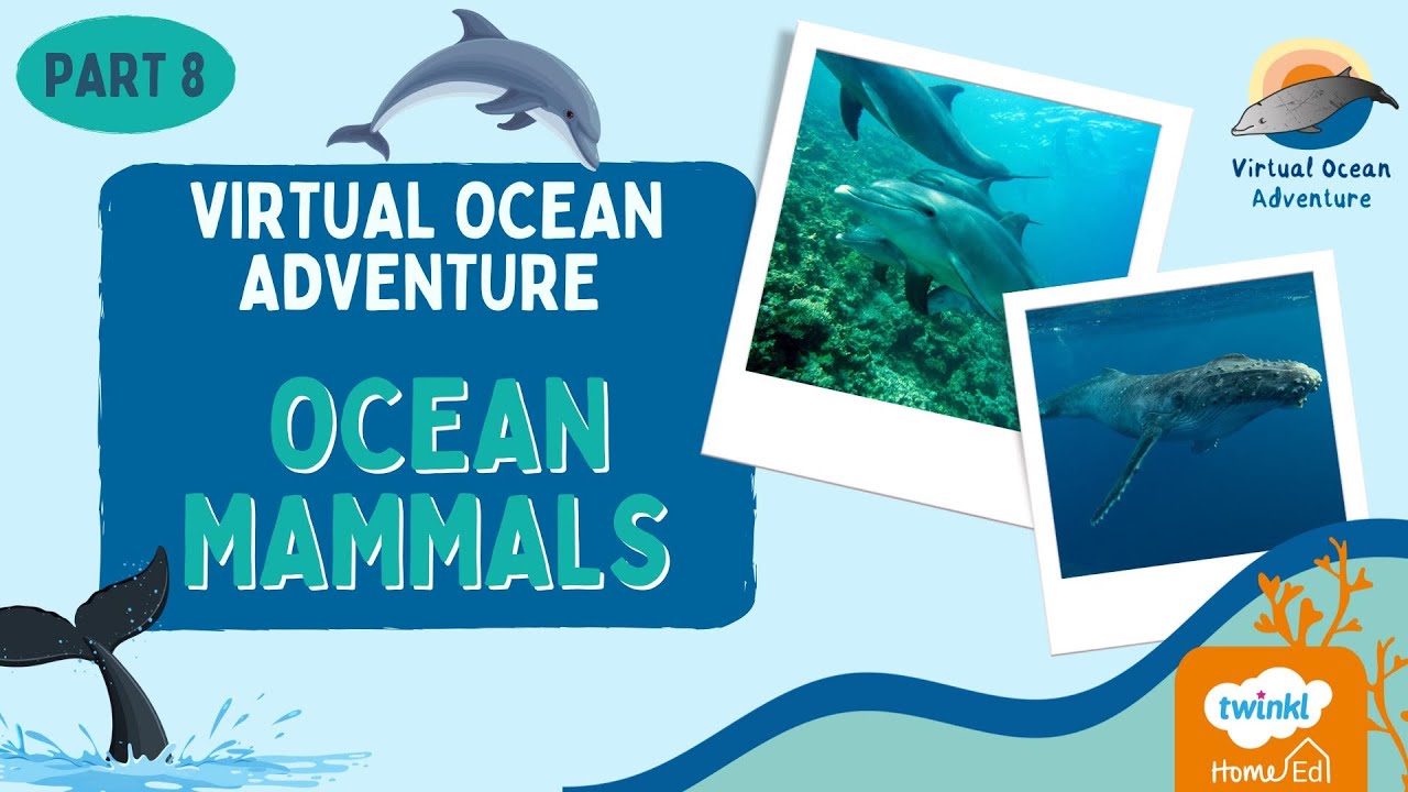 Virtual Ocean Adventure - OCEAN MAMMALS - YouTube