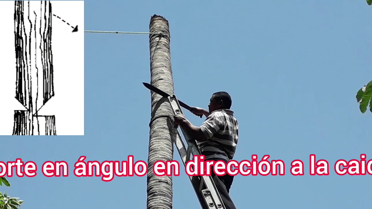 como talar una palmera de coco de forma segura a machete - YouTube