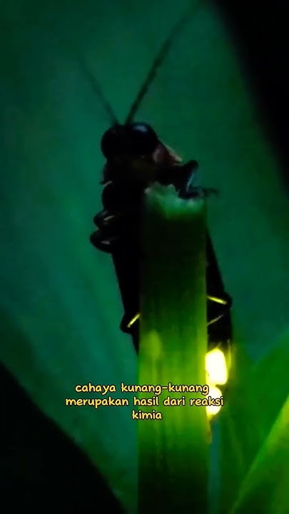 Bagaimana kunang-kunang bisa mengeluarkan cahaya ?? #shorts #hewan - YouTube