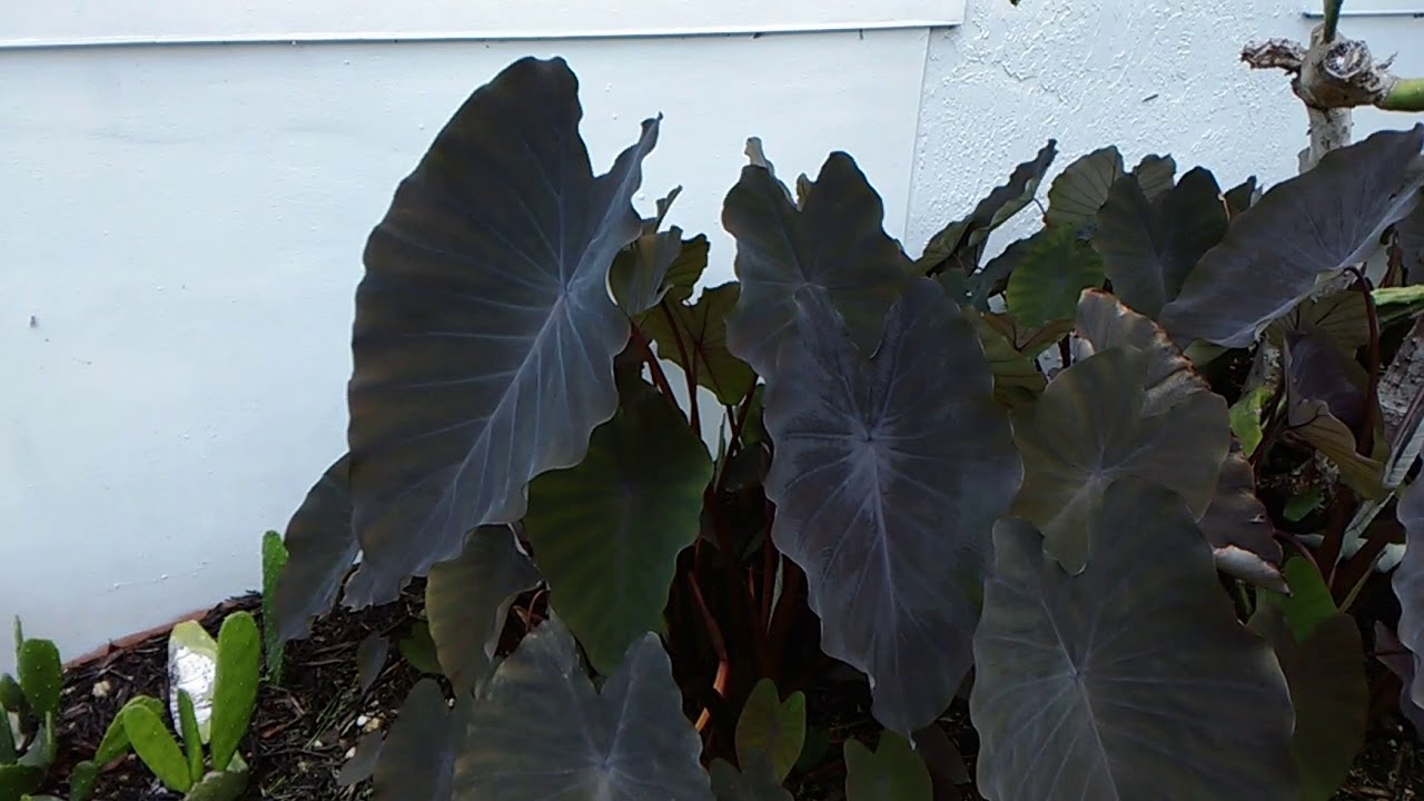 Black Magic Plant is BOOSTING! - YouTube