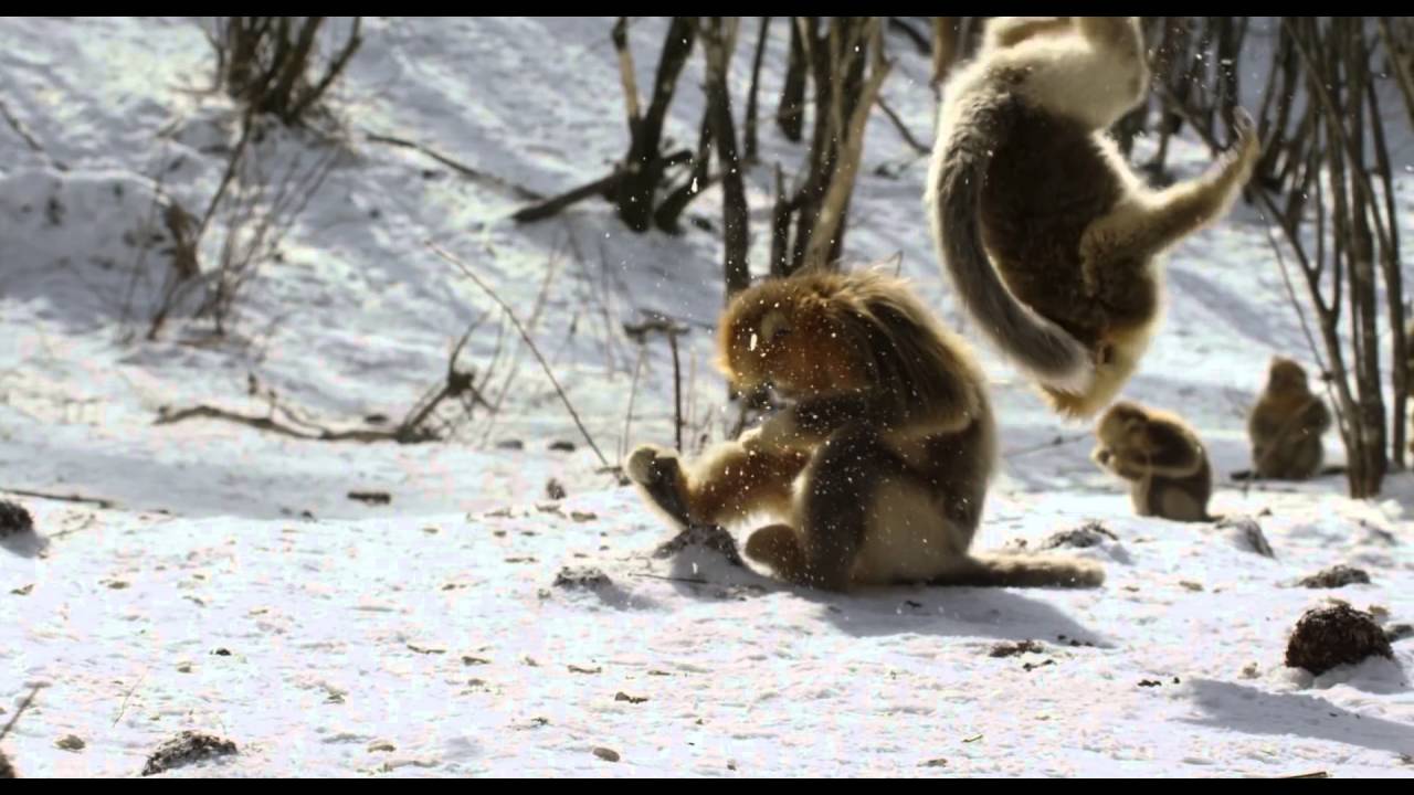Disneynature s Born In China Earth Day Trailer - YouTube