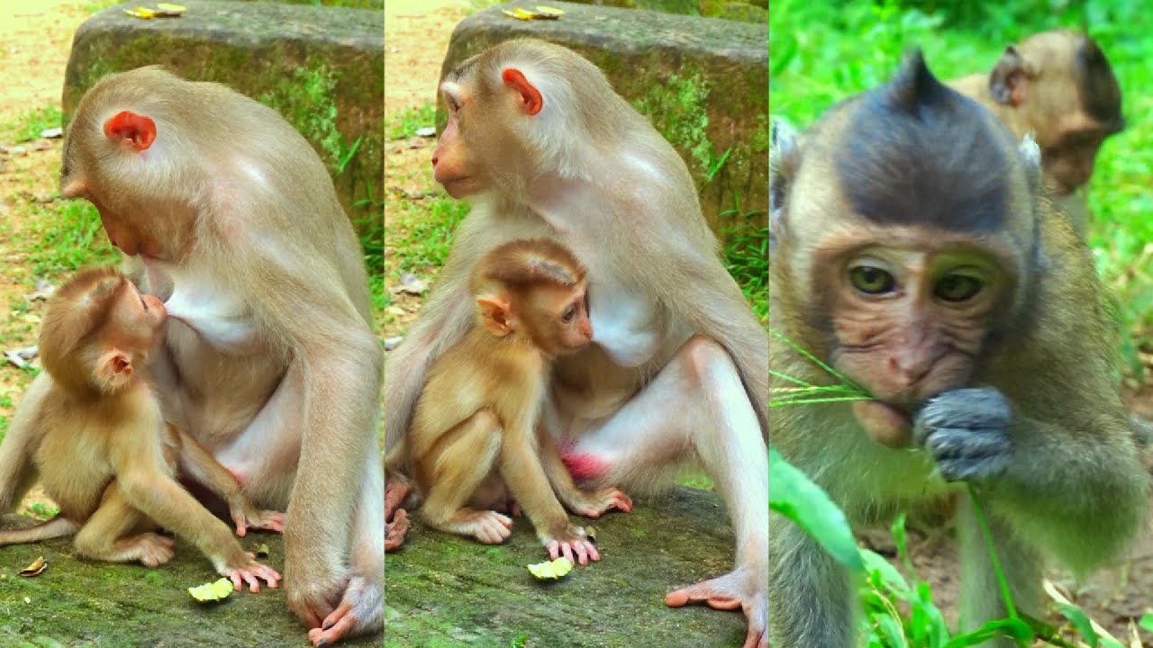 Best video clips of baby monkey, Binky Winky, Lauy Lexi, Luna Luno and ...
