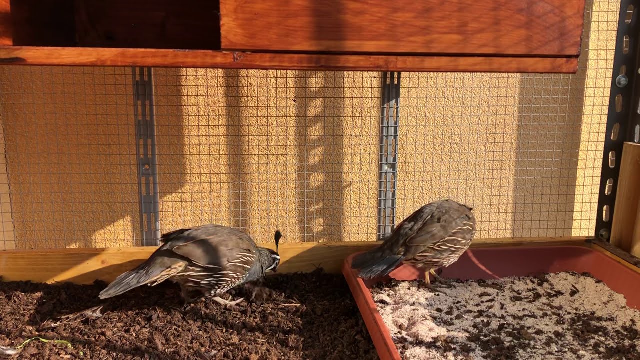 Quasi’s and Alvin’s parents, Fresno and Pasadena, in their balcony ...