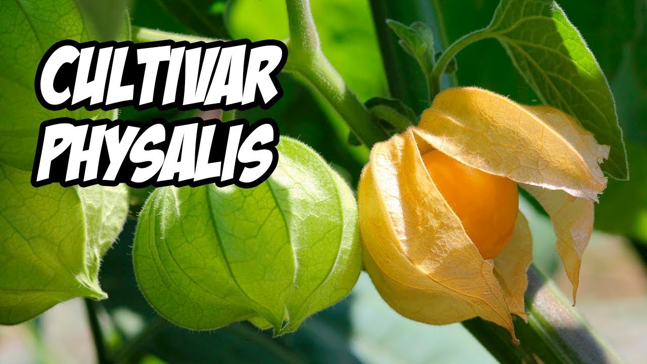 LA MEJOR GUÍA PARA CULTIVAR PHYSALIS O UCHUVA 🌱 | La Huerta de Ivan - YouTube