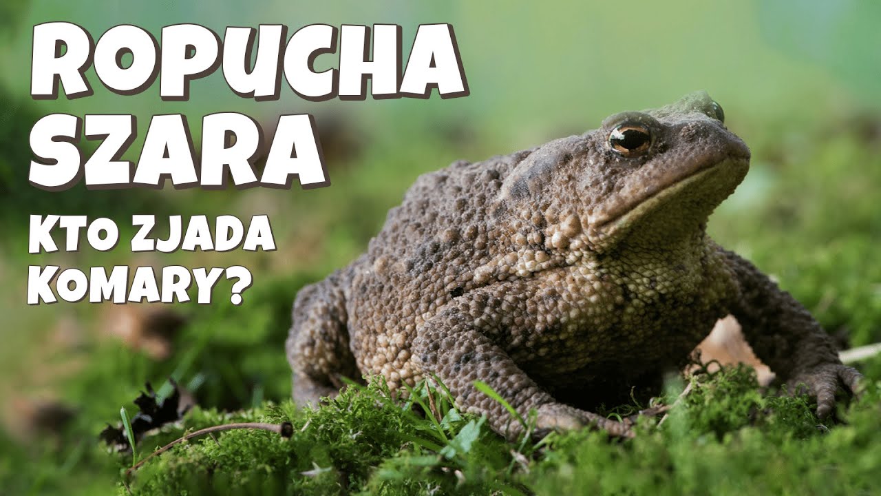 Ropucha RAPucha – Bioróżnorodnie połączeni - YouTube
