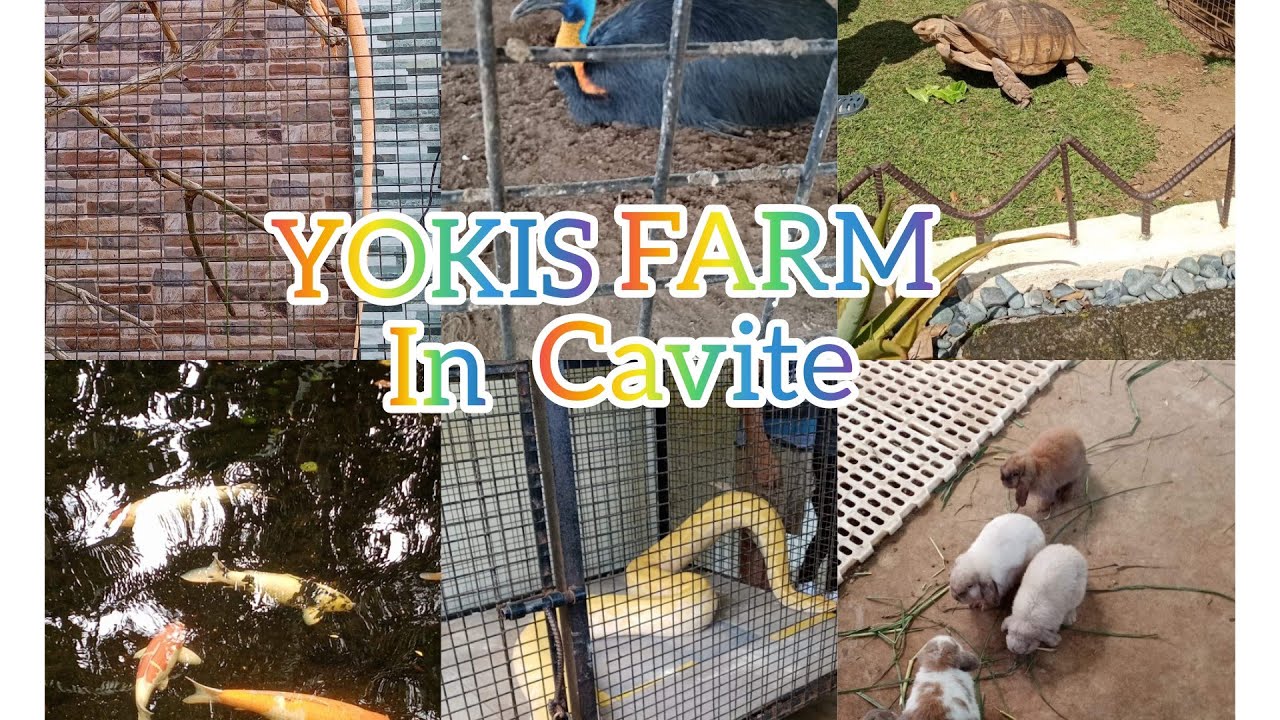 YOKIS Farm Cavite ibat iba klase Ng hayop makikita Mo dito - YouTube