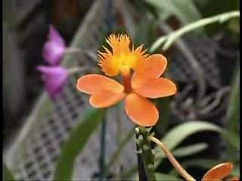 Hoosier Orchid Company - YouTube