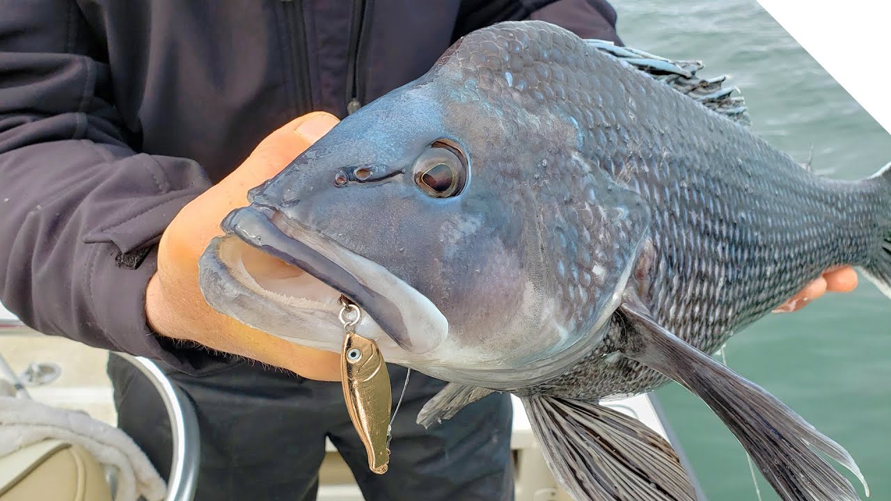 Crazy sea bass action from this new lure... Wait for it - YouTube