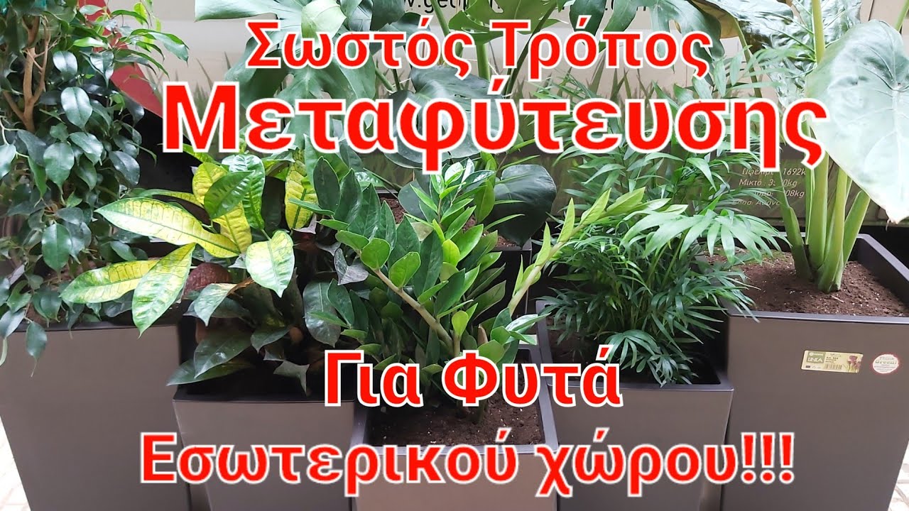 Μεταφύτευση: Σωστός Τρόπος Μεταφύτευσης Για Φυτά Εσωτερικού Χώρου | # ...