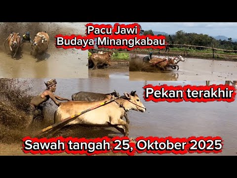 Pacu jawi🏆🏆🏆 budaya Minangakabau ️ ️ ️ pekan terakhir, sawah tangah 25 ...