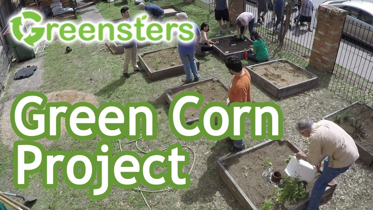 Greensters - Green Corn Project, food gardens for everyone - YouTube