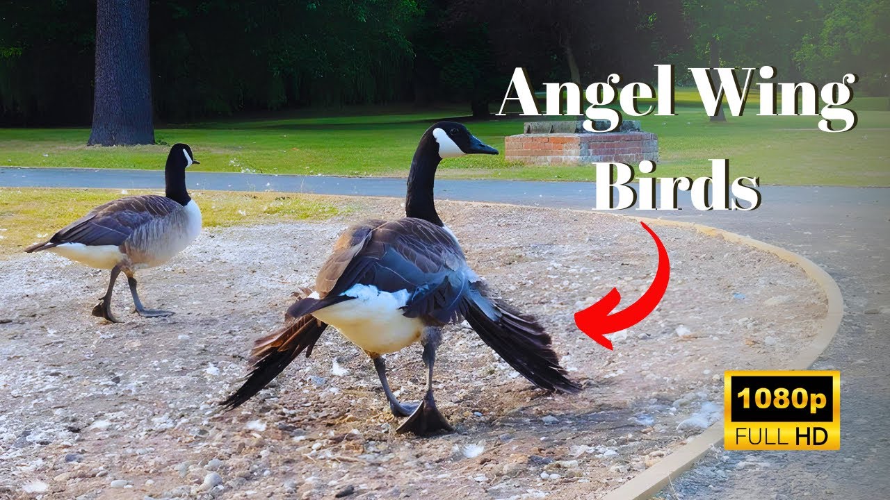 Angel Wing Birds | Exploring Hawaii’s Native Angel Wing Bird | Causes ...