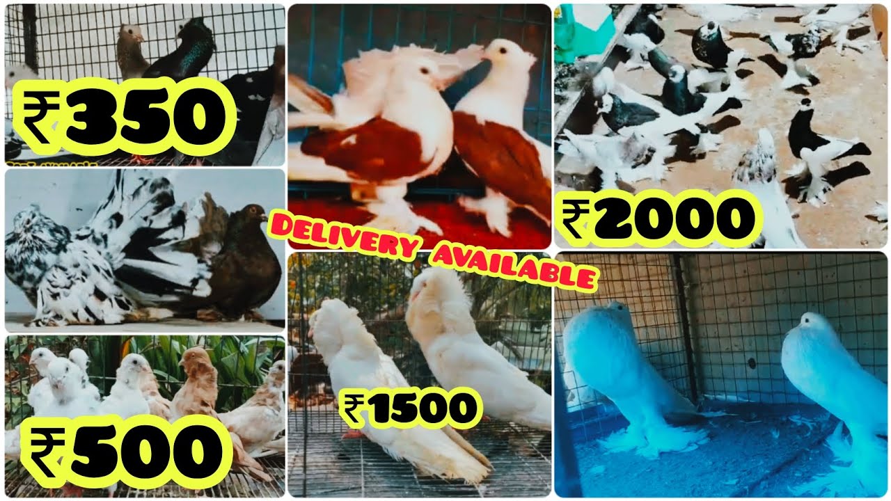 Top Quality Fancy Pigeon Collection And Breeding Pair Sale Fancy ...