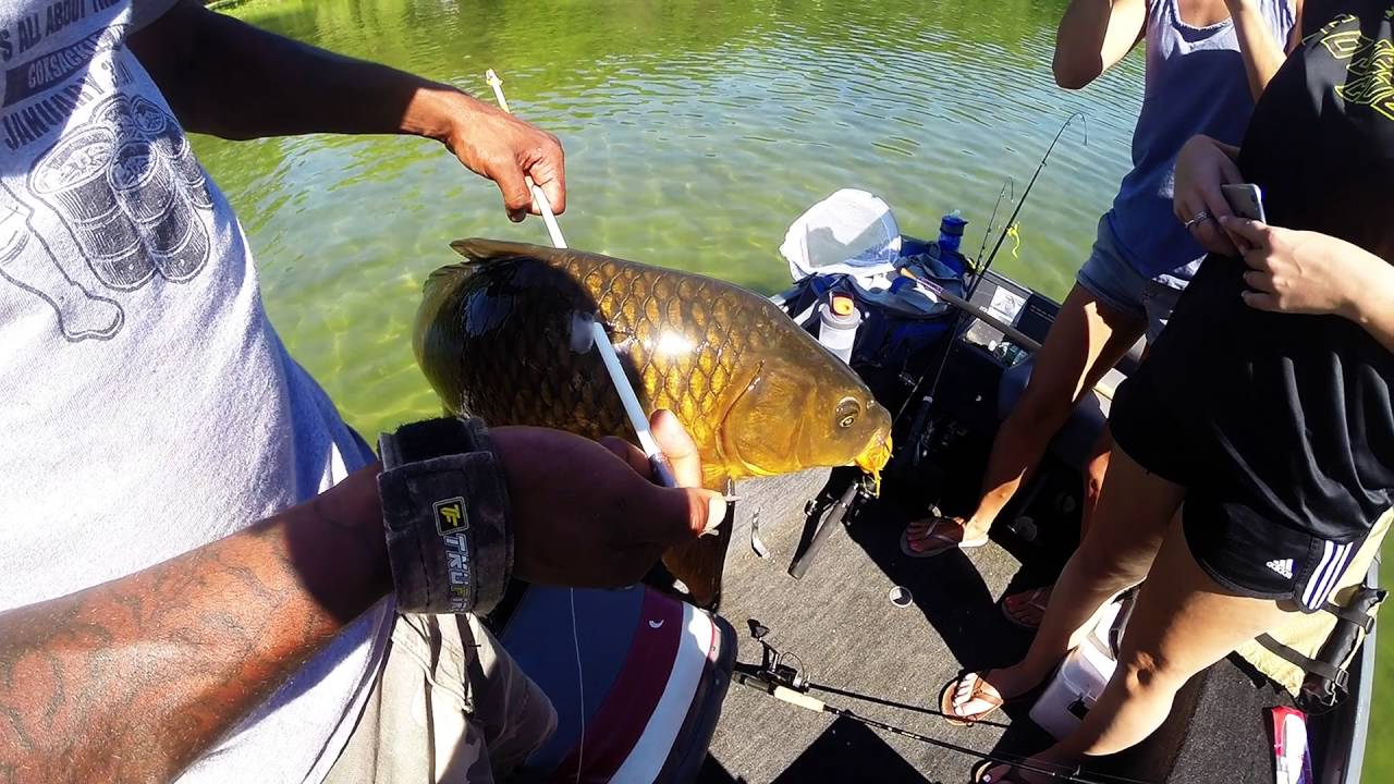 Bowfishing for carp - YouTube
