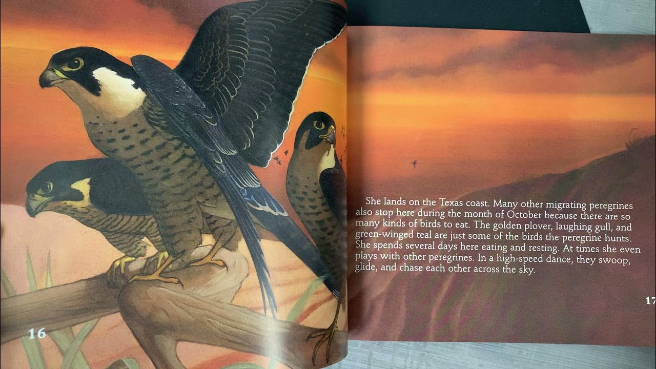 “The Peregrine’s Journey” by Madeleine Dunphy - Read Aloud - YouTube