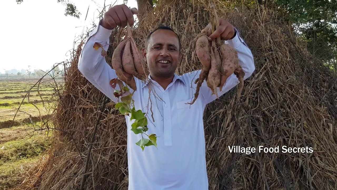 Sweet Potato Recipe | Shakarkandi Recipe | Desi Style | Village Style ...