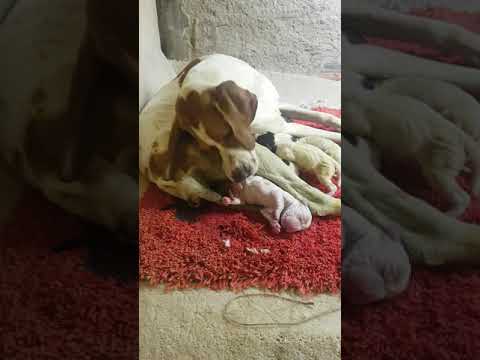 ENGLİSH Pointer Av Köpeği Doğum ve doğum sancısı ve Göbek Kesme Anı bebeğine gösterdiği zarafet ;doğ