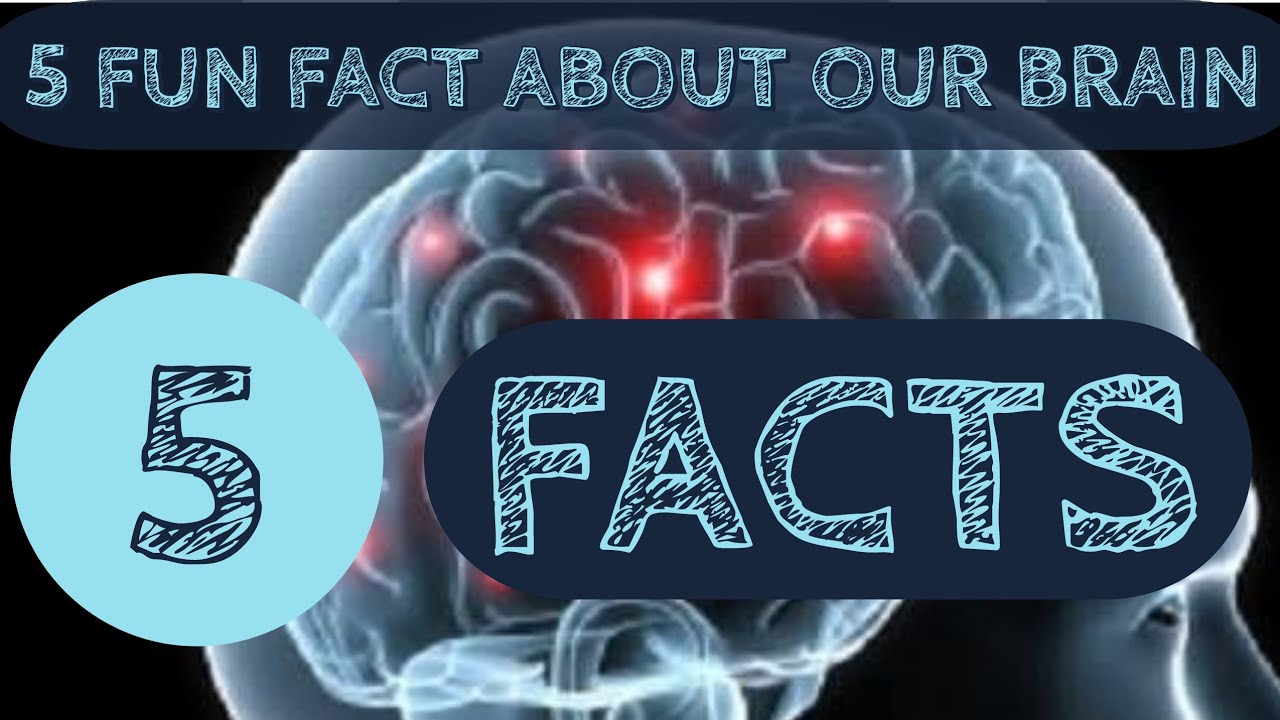 5 Amazing Facts About Our Brain😎 - YouTube