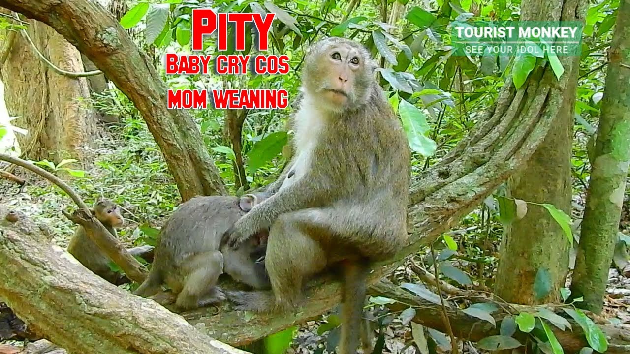 Very pity baby monkey so much, He cry loudly so long cos hungry,Mom try ...