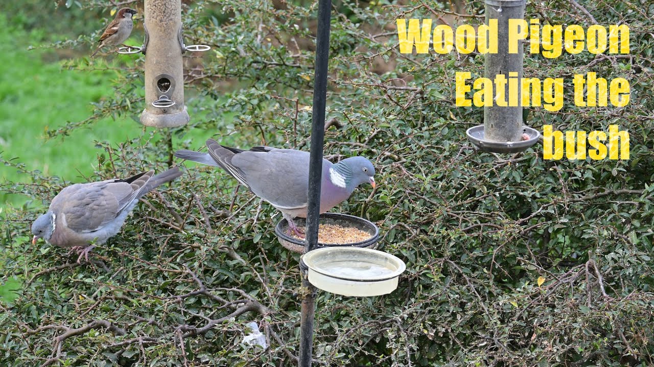 Young? wood pigeon eating the bush - YouTube