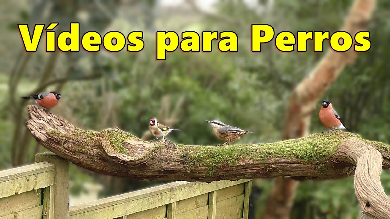 Vídeos Para Perros ~ Vídeos encantadores para que los perros los vean ...