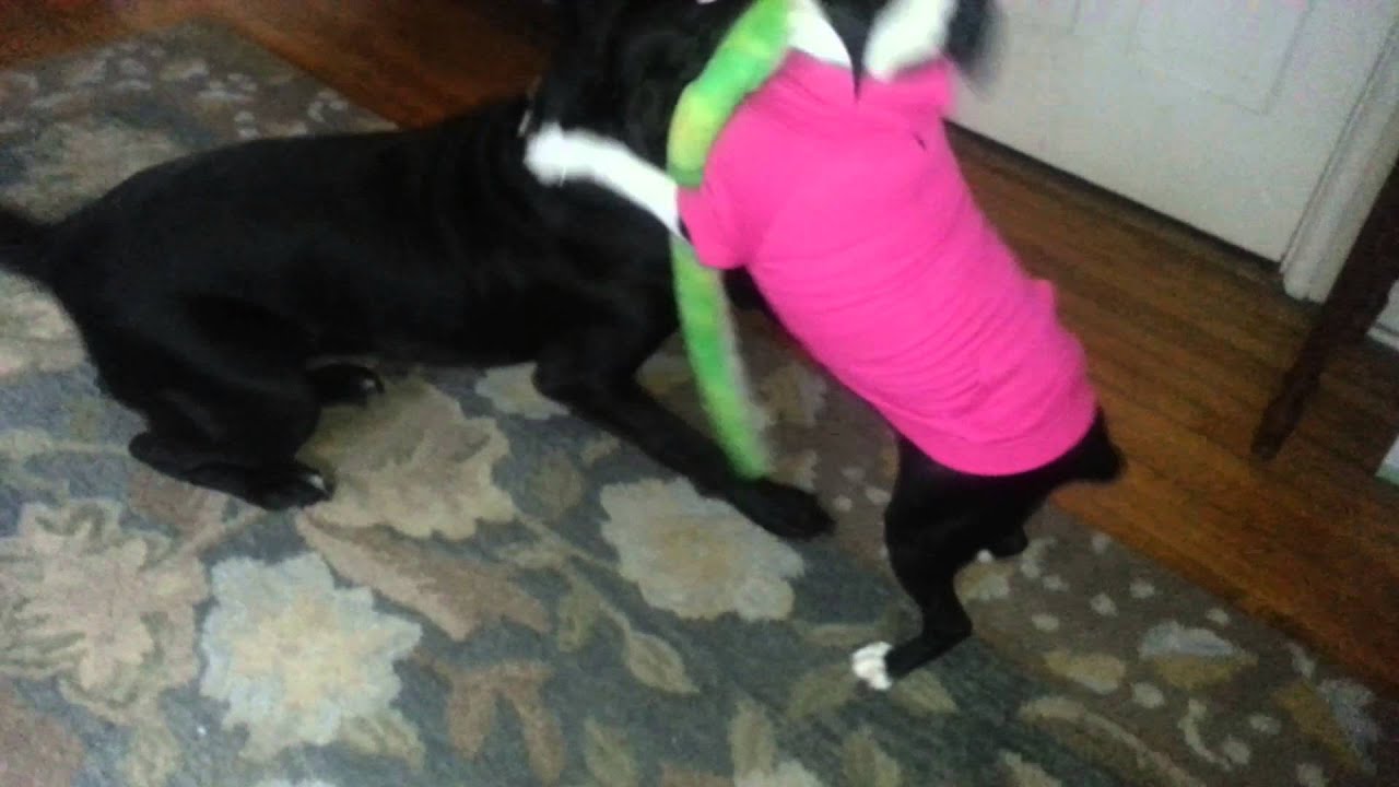 Dogs Sparring and a Dog Referee!!! - YouTube