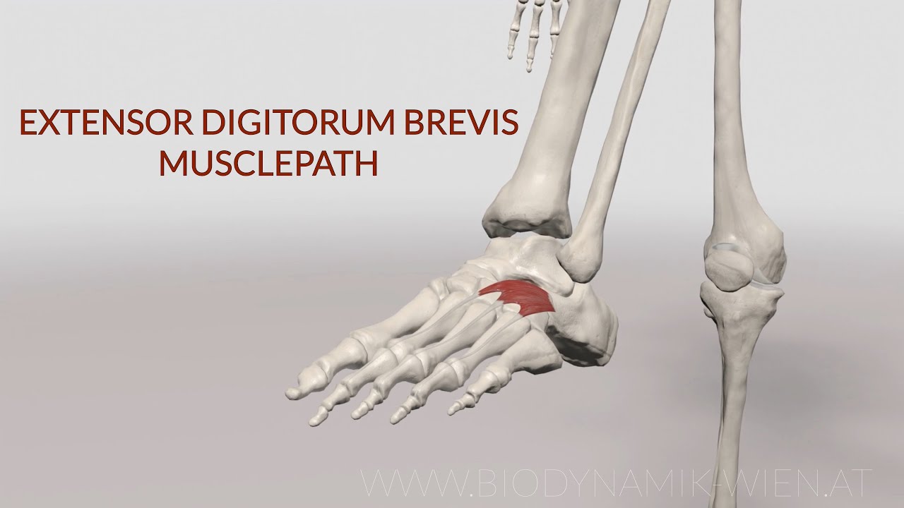 Extensor Digitorum Brevis Musclepath (3D Animation) - YouTube