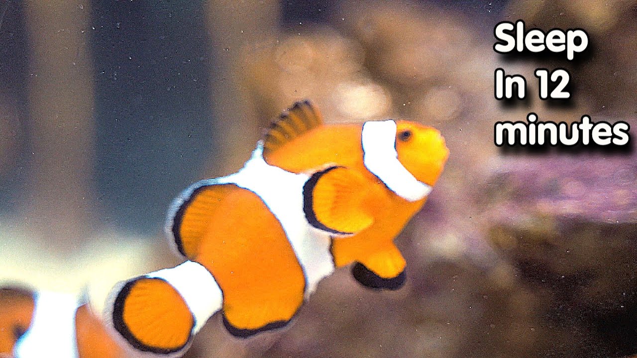 Sleep Relaxing Meditation Music🎼Beautiful Coral Reef Fish🐟 Aquarium ...