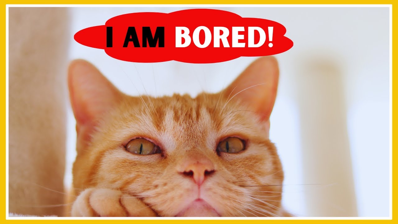 Do YOU HAVE INDOOR CAT? 7 ways to keep cat entertained while you are ...