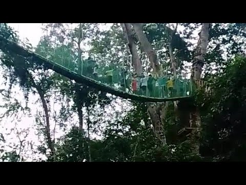 Bunso Eco Park Canopy Walk Way #naturereserve
