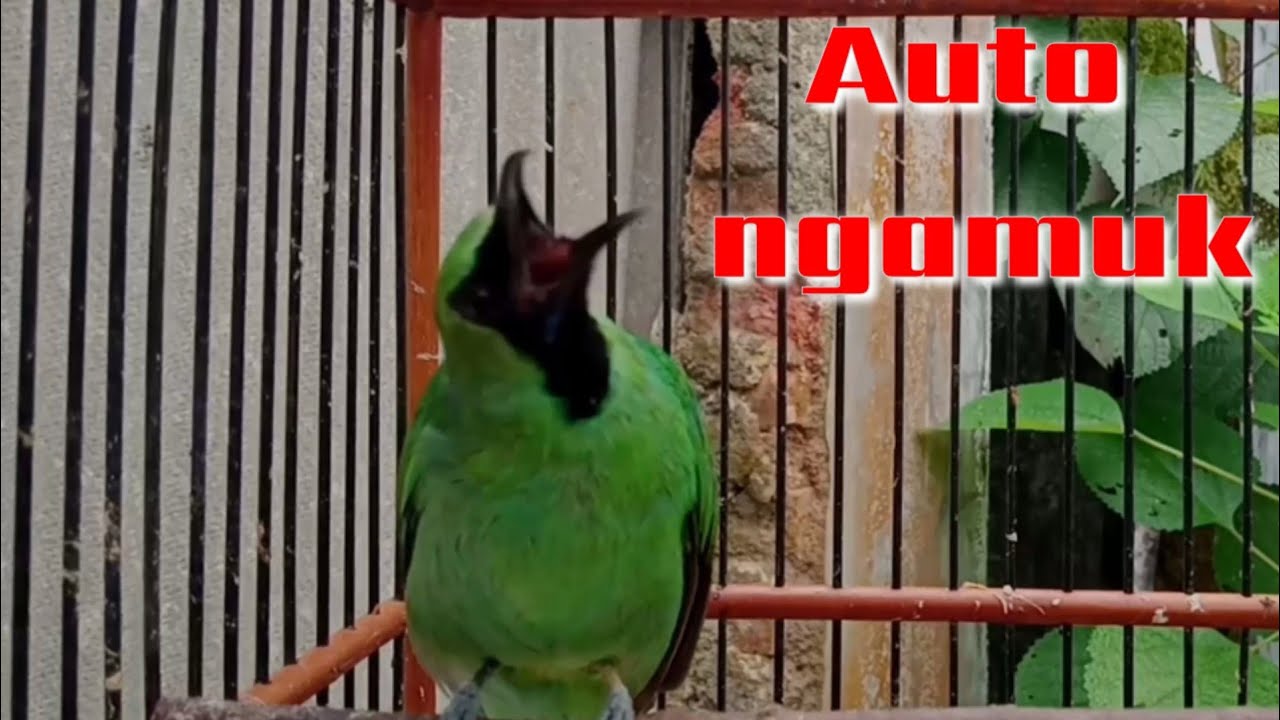Dijamin cak ijo ngamuk dengan suara cucak ijo gacor ngentrok full emosi ...