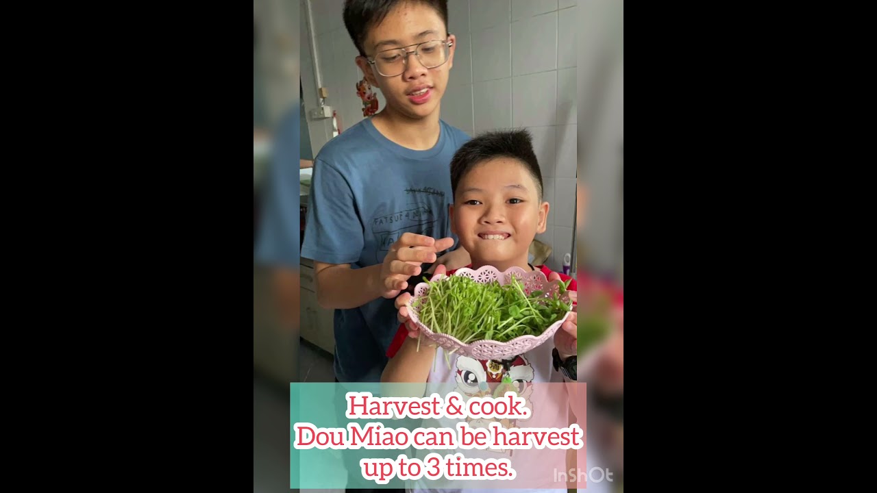 Grow Dou Miao in 3 Steps - YouTube