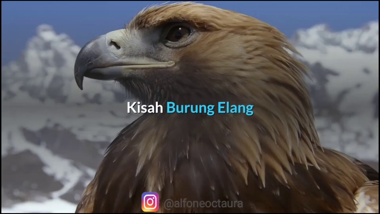 The Power of Change (Kisah Burung Elang) - YouTube