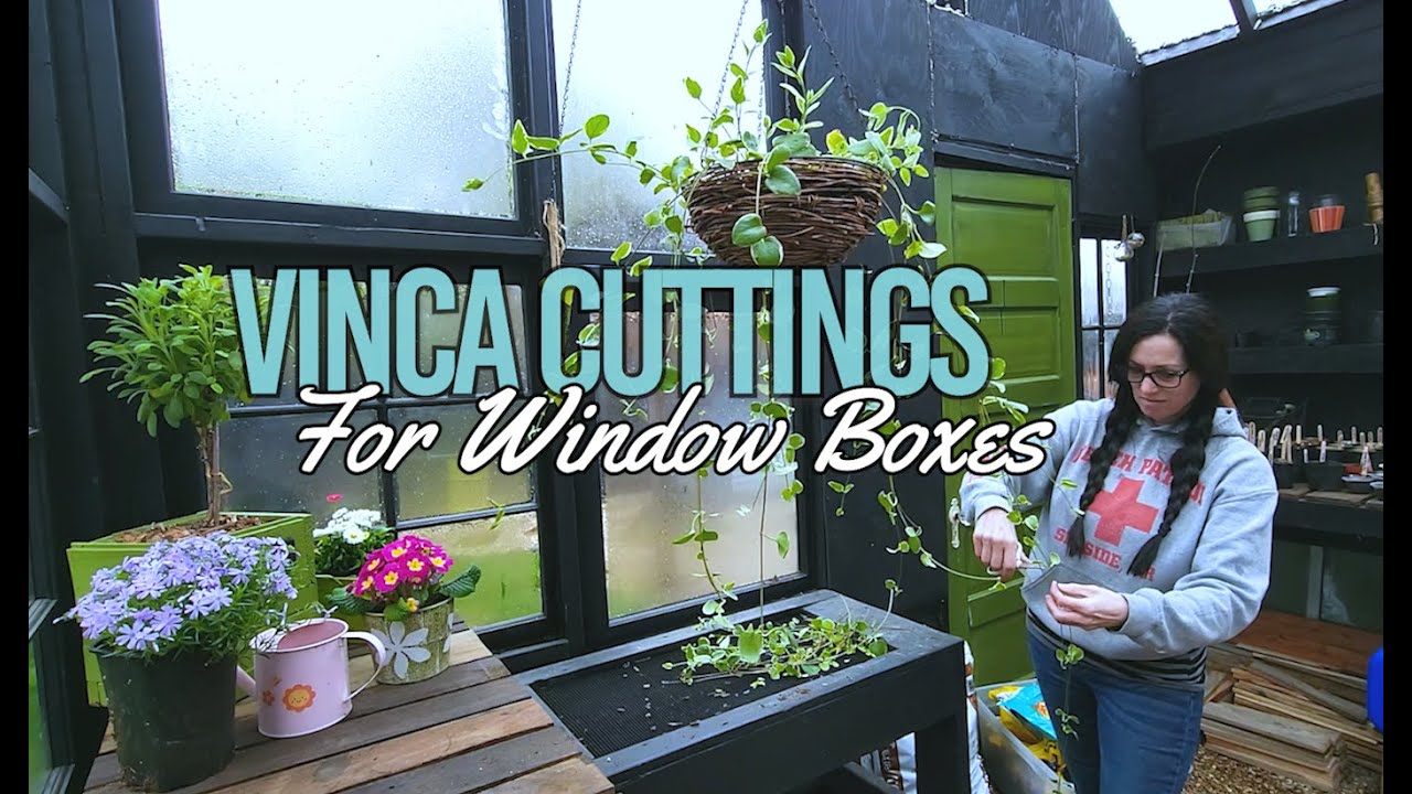 Variegated Vinca Vine Cuts for Window Boxes - YouTube