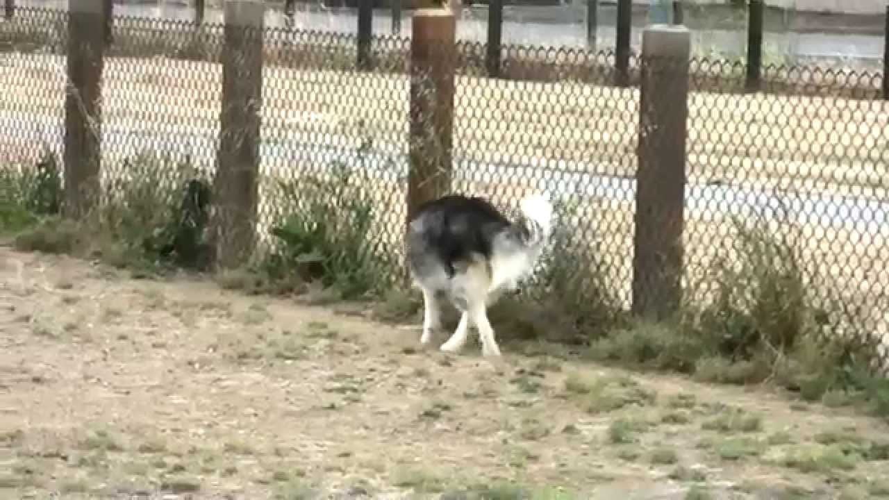 ROSY AND ROCKY GO TO SEAL POINT DOG PARK FOR DOG PLAY On May 22, 2015 ...