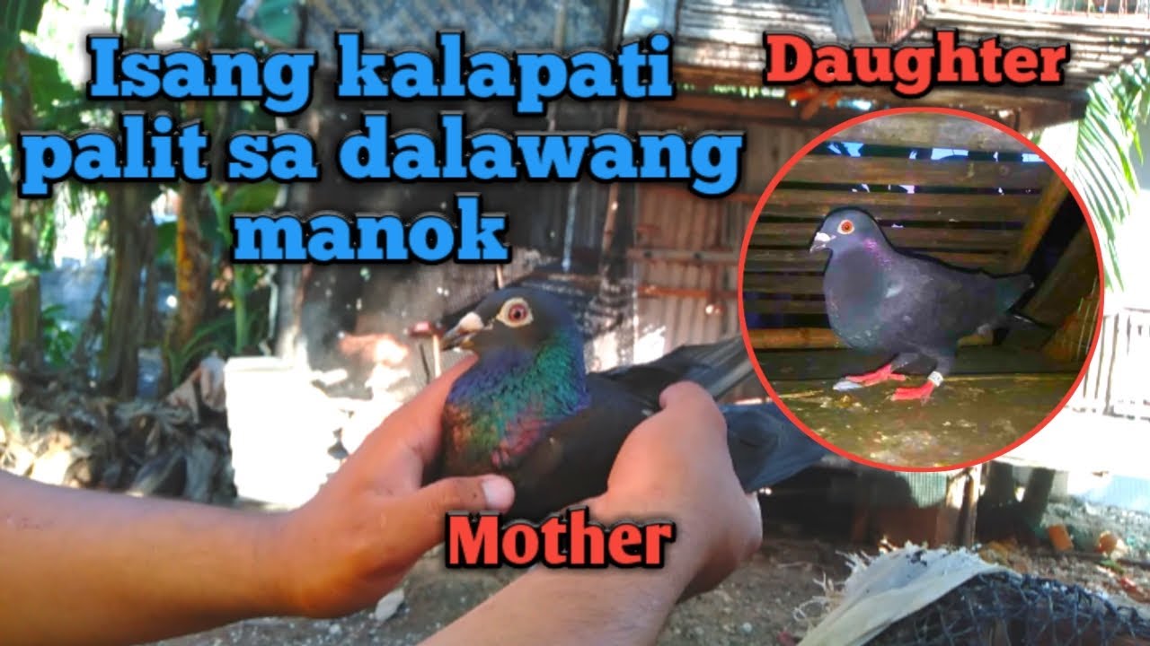 Isang kalapati kapalit ng dalawang netive na manok 😲 - YouTube